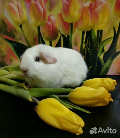 Морская свинка-блондинка