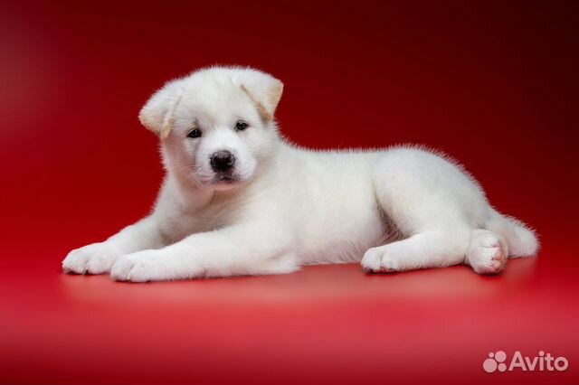 Американская акита щенок