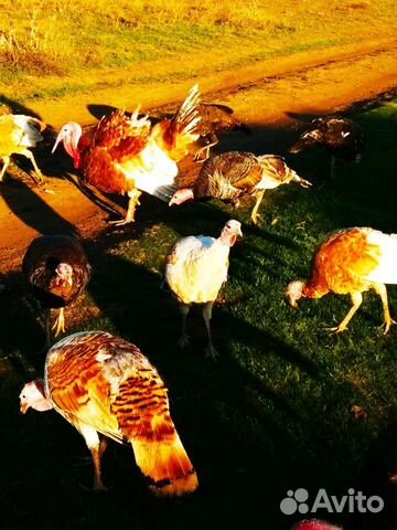 Продам индюка