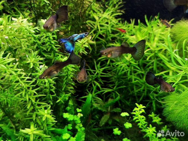 Рыбки Гуппи малахит