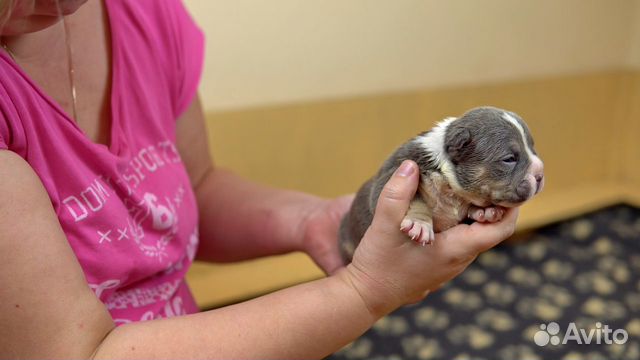 Американский Булли девочка голубой триколор