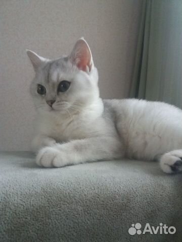 Продам кошечку