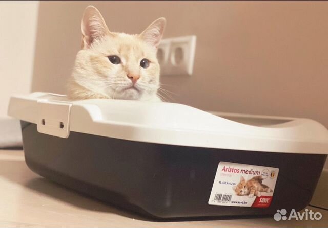 Кот Беляш в добрые руки :)