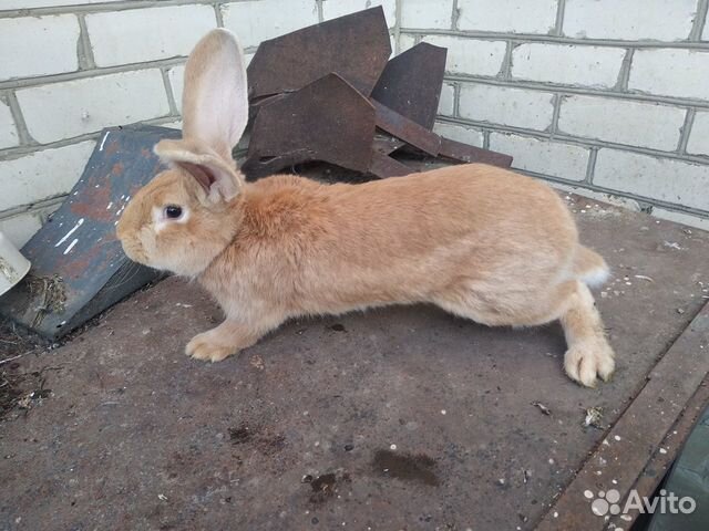 Кролики порода Фландер, Ризен, Строкач