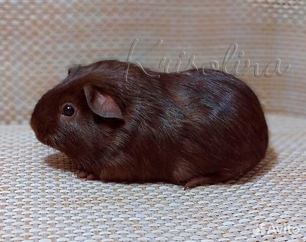 Свинка морская шоколадный селф