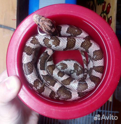 Змея маисовый полоз