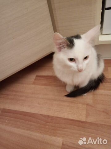 Котенок Пуша и Тимоша