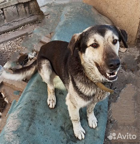 Оплачу вязку