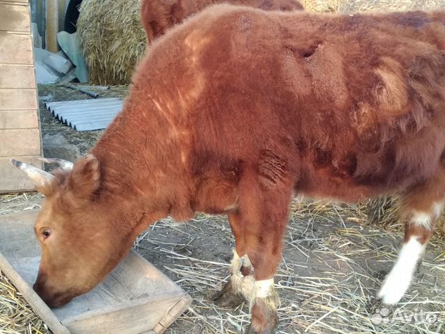 Продаю тёлочку