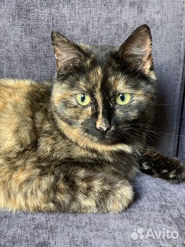 Отдам в заботливые и добрые руки