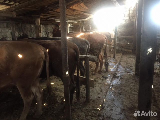 Откормочные бычки и коровы