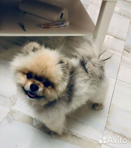 Пропала собака