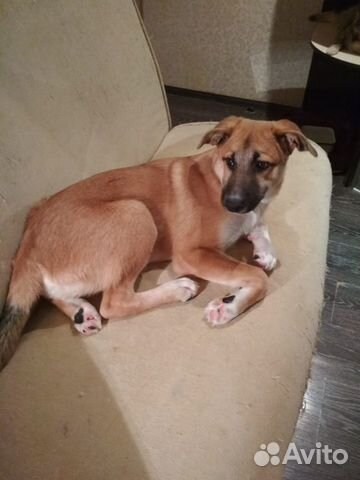 Рокки ищет дом