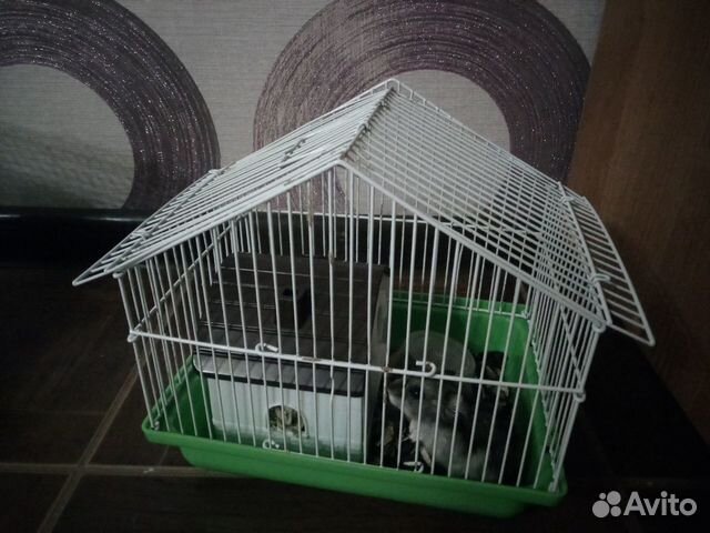 Хомячок в клетке