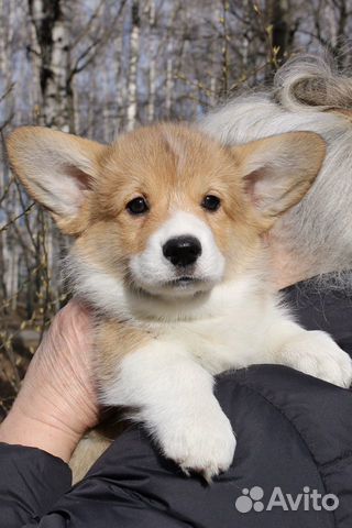 Вельш Корги Пемброк