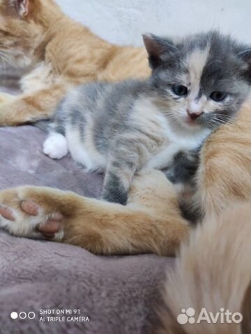 Кошка
