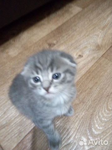 Продам котика