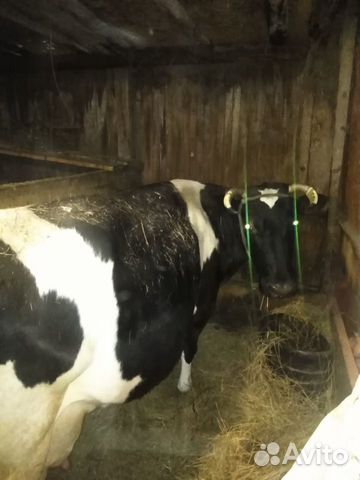 Продам корову