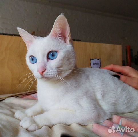 Кошечка Мятка, 2.5 года (из приюта)