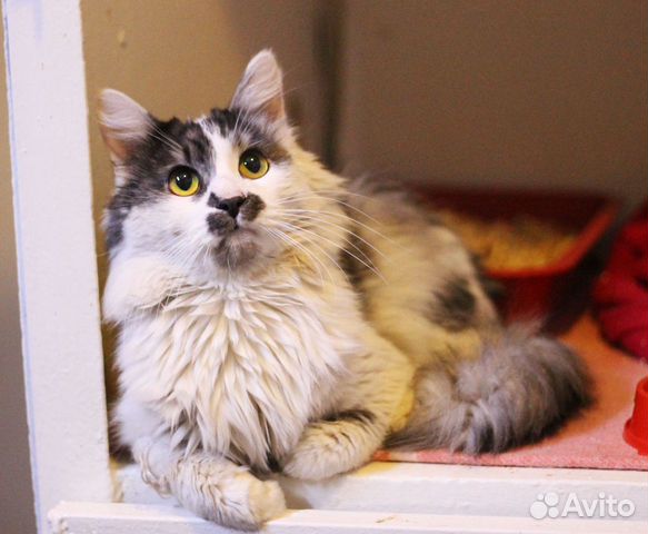 Важный котик Барсик