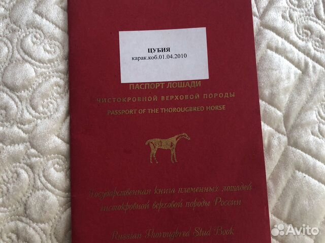 Кобыла Чистокровной верховой породы