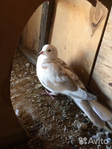 Смеющаяся горлица