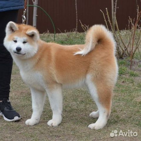 Японская красавица 5мес