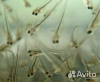 Продам личинку щуки, судака, сазана,карпа