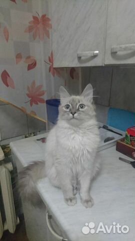 Невская маскарадная кошка на вязку