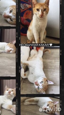 Кошечка нлошечка ищет дом