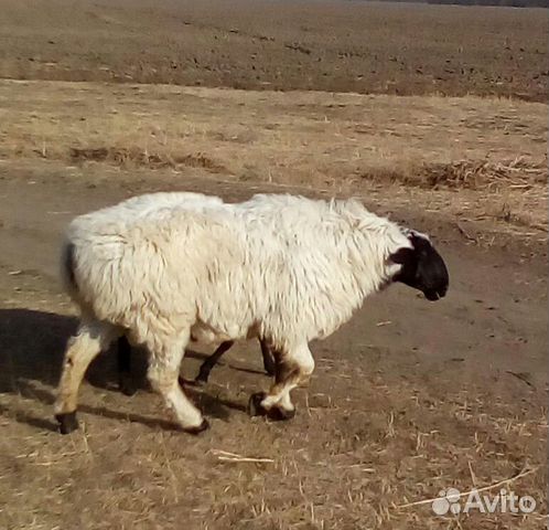 Баран племенной