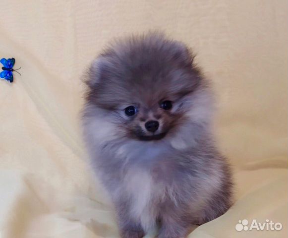 Шпиц серенькая