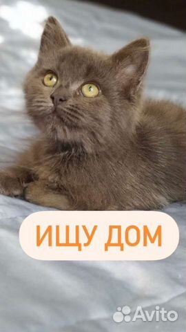 Котенок 3.5 месяца