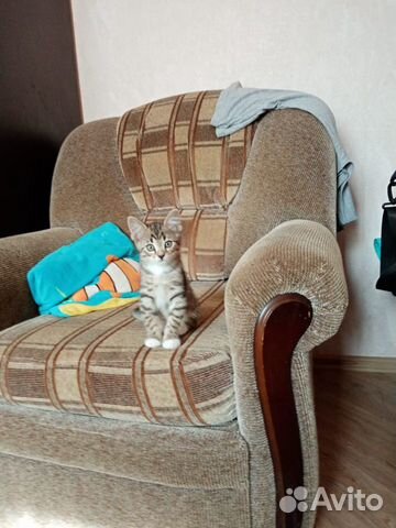 Котенок