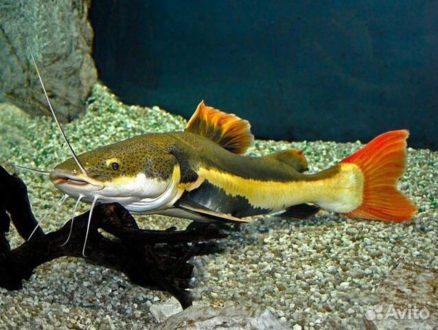 Сом краснохвостый