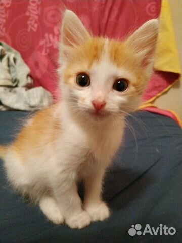 Котенок Кузьма в добрые руки