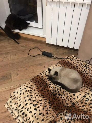 Котик
