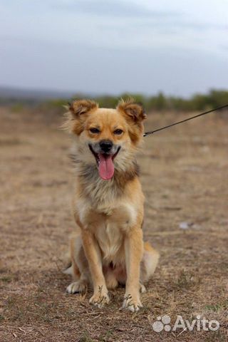 Лева ищет дом