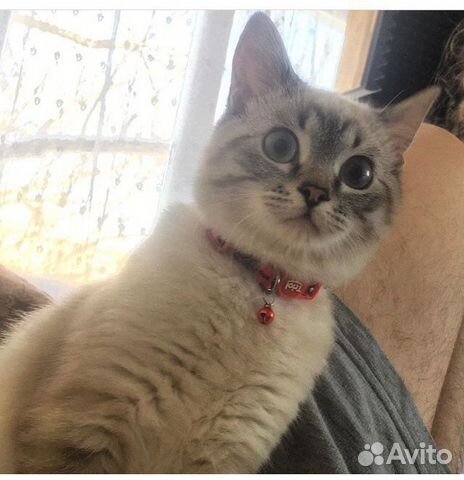 Отдам своего котика в хорошие руки