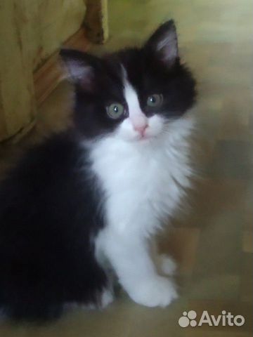 Котёнок