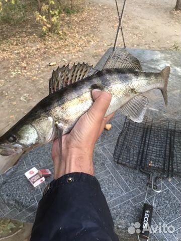 Живая рыба Судак, щука, окунь, лещ, карась