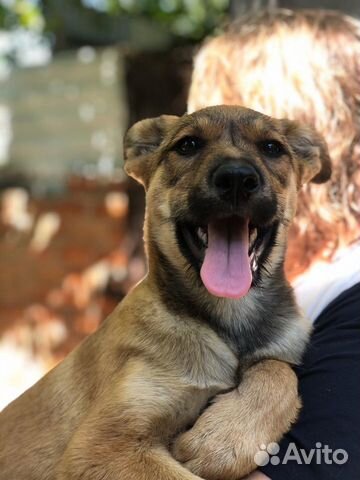 Собака активная