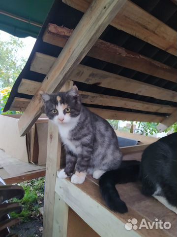 Котёнок Пяточок в добрые руки
