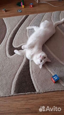 Кот Беляш ищет дом