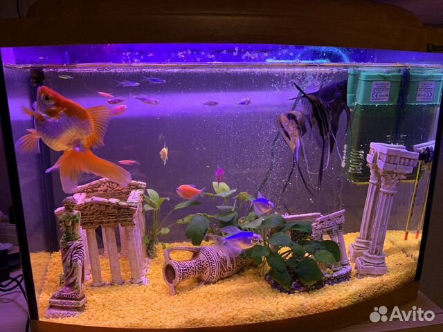 Рабы для аквариума