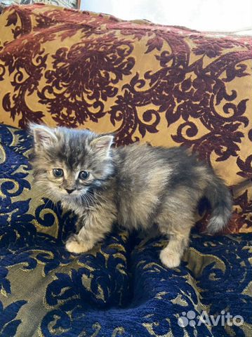 Котёнок в дар