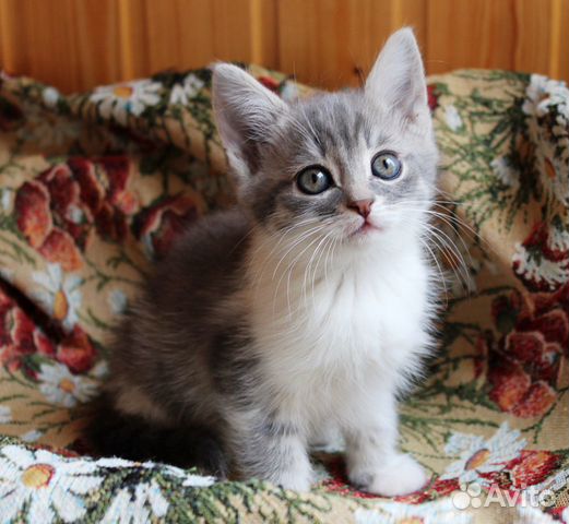 Котенок Розочка ищет дом