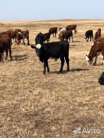 Телки пол года