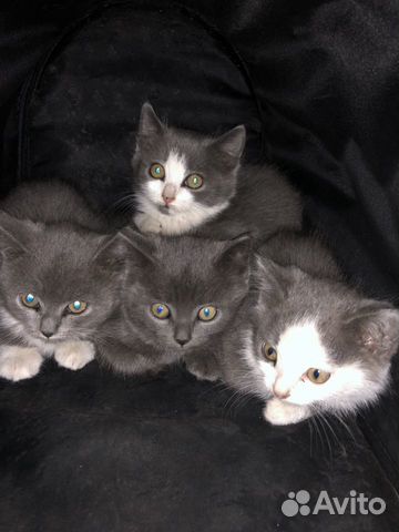 Отдам в хорошие руки котят