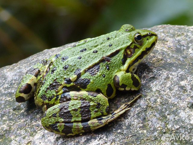 Лягушка кормовая